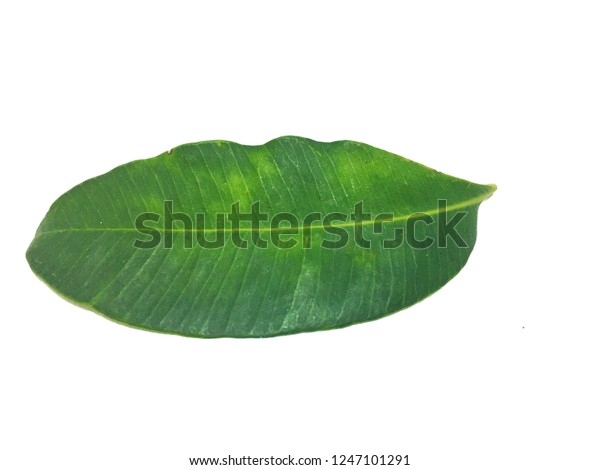 Green Leaf Devil Tree Alstonia Scholaris Stock Photo 1247101291 ...