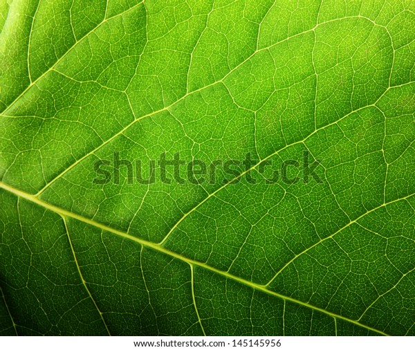 Green Leaf Macro Stock Photo (Edit Now) 145145956