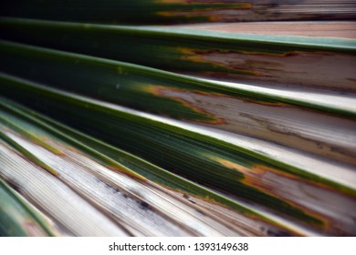 Green Leaf Palm Tree Palm Tree Stock Photo 1393149638 | Shutterstock