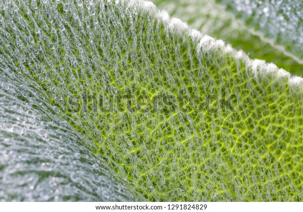 Green Leaf Reflection Light Water Stock Photo 1291824829 | Shutterstock