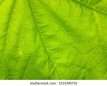 138 Tekstur daun Images, Stock Photos & Vectors | Shutterstock