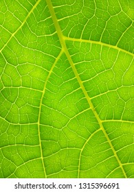 138 Tekstur daun Images, Stock Photos & Vectors | Shutterstock