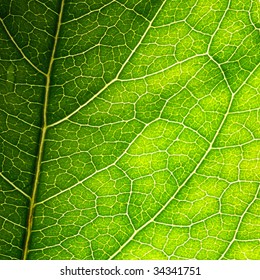 42,680 Green leaf cell Images, Stock Photos & Vectors | Shutterstock