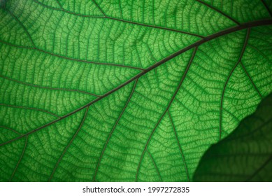 315,385 Biological textures Images, Stock Photos & Vectors | Shutterstock