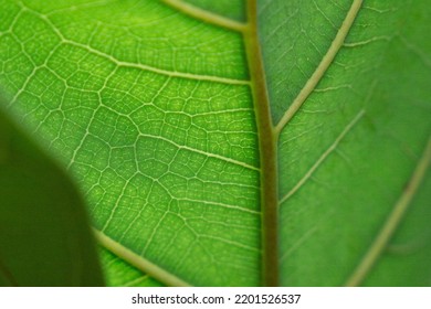 Green Leaf Texture Leaf Texture Background Stock Photo 2201526537 ...