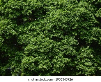139,199 Dense Trees Images, Stock Photos & Vectors | Shutterstock
