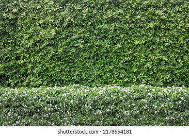 Green Leaf Wall Texture Background Stock Photo 2178554181 | Shutterstock