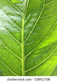 285 Veins veinlets Images, Stock Photos & Vectors | Shutterstock
