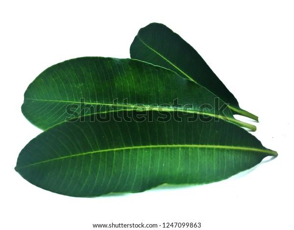 Green Leave Devil Tree Alstonia Scholaris Stock Photo 1247099863 ...