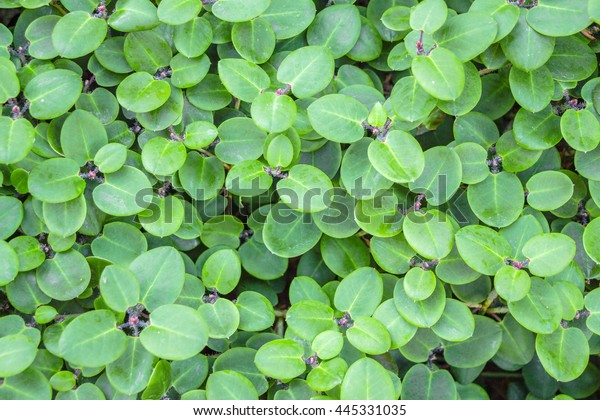 Green Leaves Texture Tiny Round Leaves Stock Photo 445331035 | Shutterstock