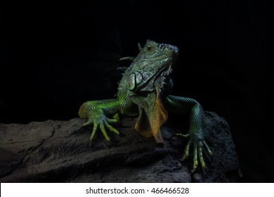Alocasia Polly Leaf Texture Isolate On Stock Photo 1533028337 ...