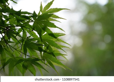 Green Maple Leaf Forest Stock Photo 1108897541 | Shutterstock
