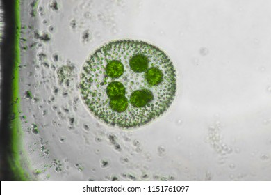 Green Microalgae Under Microscope Volvox Sp Stock Photo 1151761097 ...