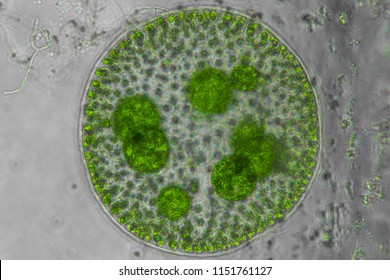 Green Microalgae Under Microscope Volvox Sp Stock Photo (Edit Now ...