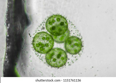 Green Microalgae Under Microscope Volvox Sp: foto stock (editar agora ...