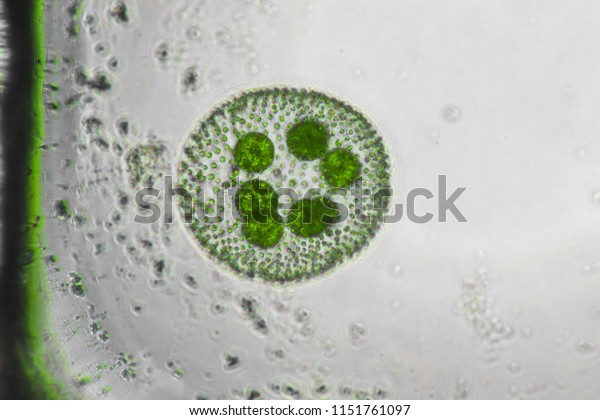 Green Microalgae Under Microscope Volvox Sp Stock Photo 1151761097 ...