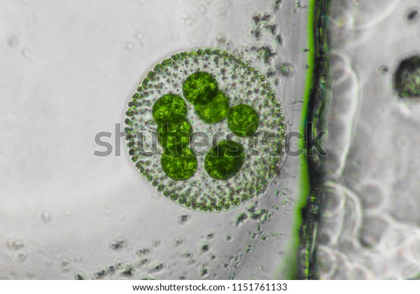 Green Microalgae Under Microscope Volvox Sp Stock Photo (Edit Now ...