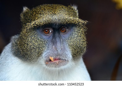 Cercopithecoids Images, Stock Photos & Vectors | Shutterstock