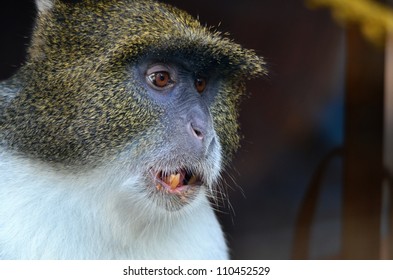 Cercopithecoids Images, Stock Photos & Vectors | Shutterstock