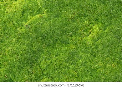 58,320 imágenes de Swamp textures - Imágenes, fotos y vectores de stock ...