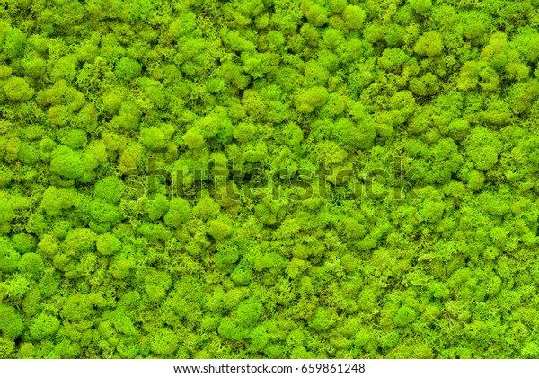Green Moss Texture Stock Photo (Edit Now) 659861248