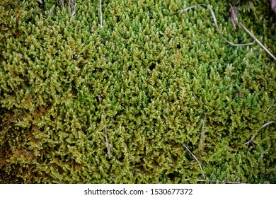 521 Mossy patches Images, Stock Photos & Vectors | Shutterstock