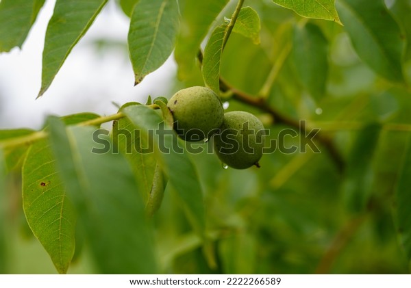 6,044 Wet Nuts Images, Stock Photos & Vectors | Shutterstock