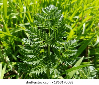 979 Pinnately compound leaves Images, Stock Photos & Vectors | Shutterstock