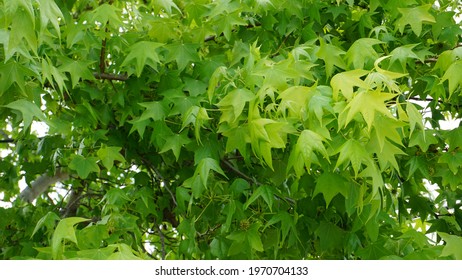 2,515 imágenes de Five pointed leaves - Imágenes, fotos y vectores de ...