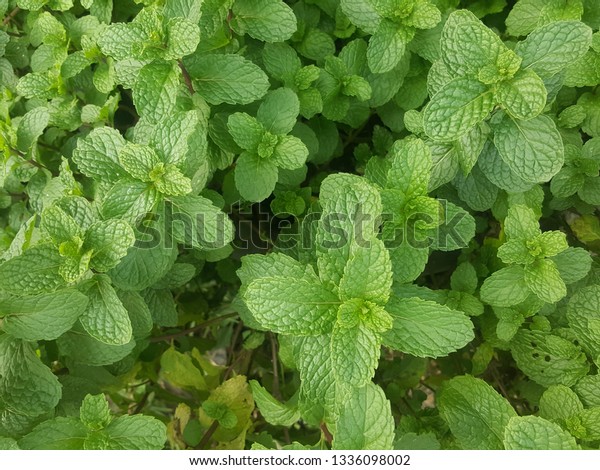 Green Patterned Mint Tree Background Stock Photo (Edit Now) 1336098002
