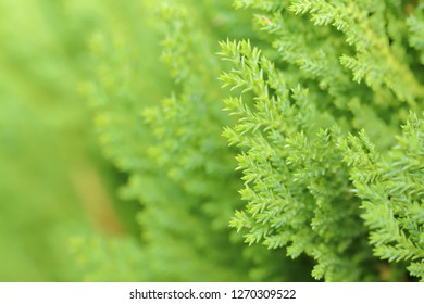 Green Pine Tree Background Stock Photo 1270309522 | Shutterstock