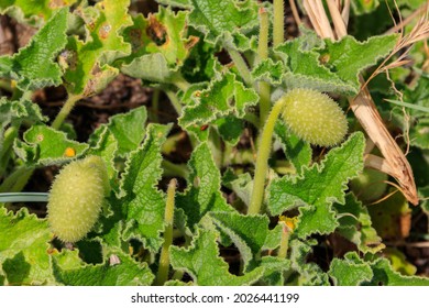 Green Plant Squirting Cucumber Exploding Cucumber Stock Photo ...