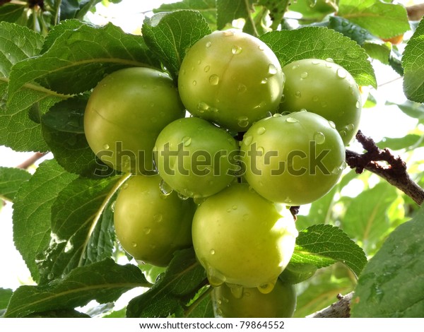 Green Plums Stock Photo (Edit Now) 79864552