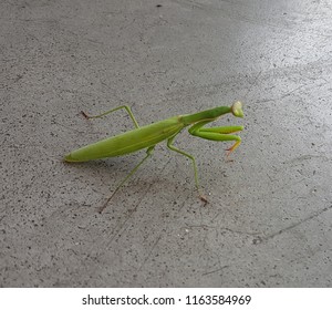 Green Praying Mantis Stock Photo 1163584969 | Shutterstock