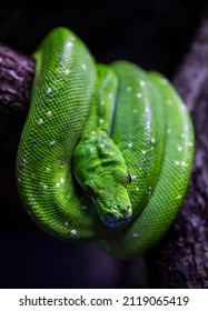 666 Emerald tree viper Images, Stock Photos & Vectors | Shutterstock