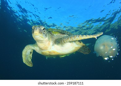 Sea turtle eating jellyfish Images, Stock Photos & Vectors | Shutterstock