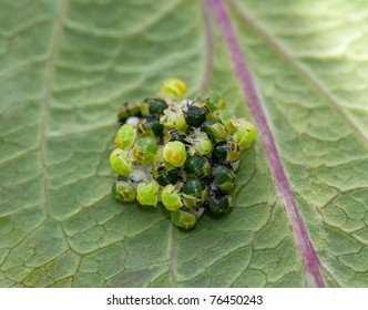 355 Green shield bug eggs Images, Stock Photos & Vectors | Shutterstock