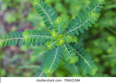 Green Small Leaf Background Stock Photo 700421584 | Shutterstock