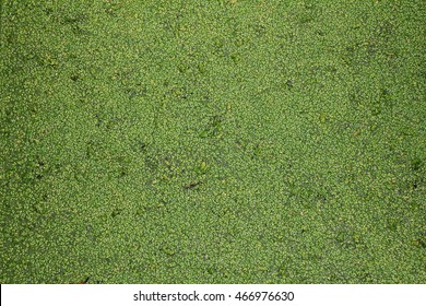 Green Spawn Background Stock Photo 466976630 | Shutterstock