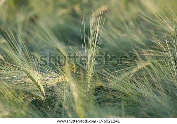Green Spring Berley Field Stock Photo 196021241 | Shutterstock