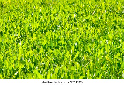 Green Spring Grass Texture Background Stock Photo 3241105 | Shutterstock