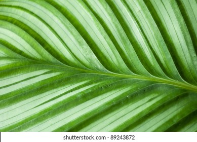 237,572 Green Stripe Leaves Images, Stock Photos & Vectors | Shutterstock