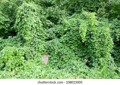 2,188 Tangled bush Images, Stock Photos & Vectors | Shutterstock