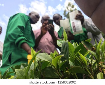 1,584 Tea Leaf Sampling Images, Stock Photos & Vectors | Shutterstock