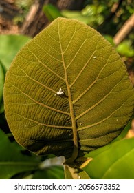 Clorofile Images, Stock Photos & Vectors | Shutterstock