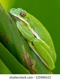 Green Tree Frog Stock Photo 125989613 | Shutterstock