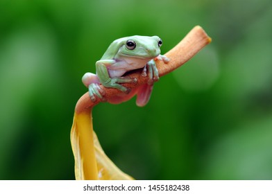 Green Tree Frog Dumpy Frog Stock Photo 1455182444 | Shutterstock