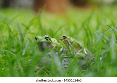 Green Tree Frog Dumpy Frog Stock Photo 1455182465 | Shutterstock