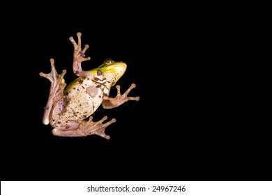 100 Frog underneath Images, Stock Photos & Vectors | Shutterstock