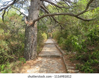 Green Tree Path Stock Photo 1116981812 | Shutterstock